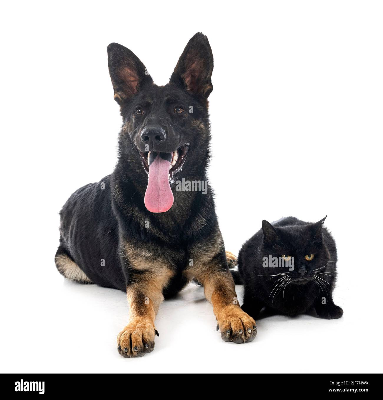 young german shepherd and cat in front of white background Stock Photo ...