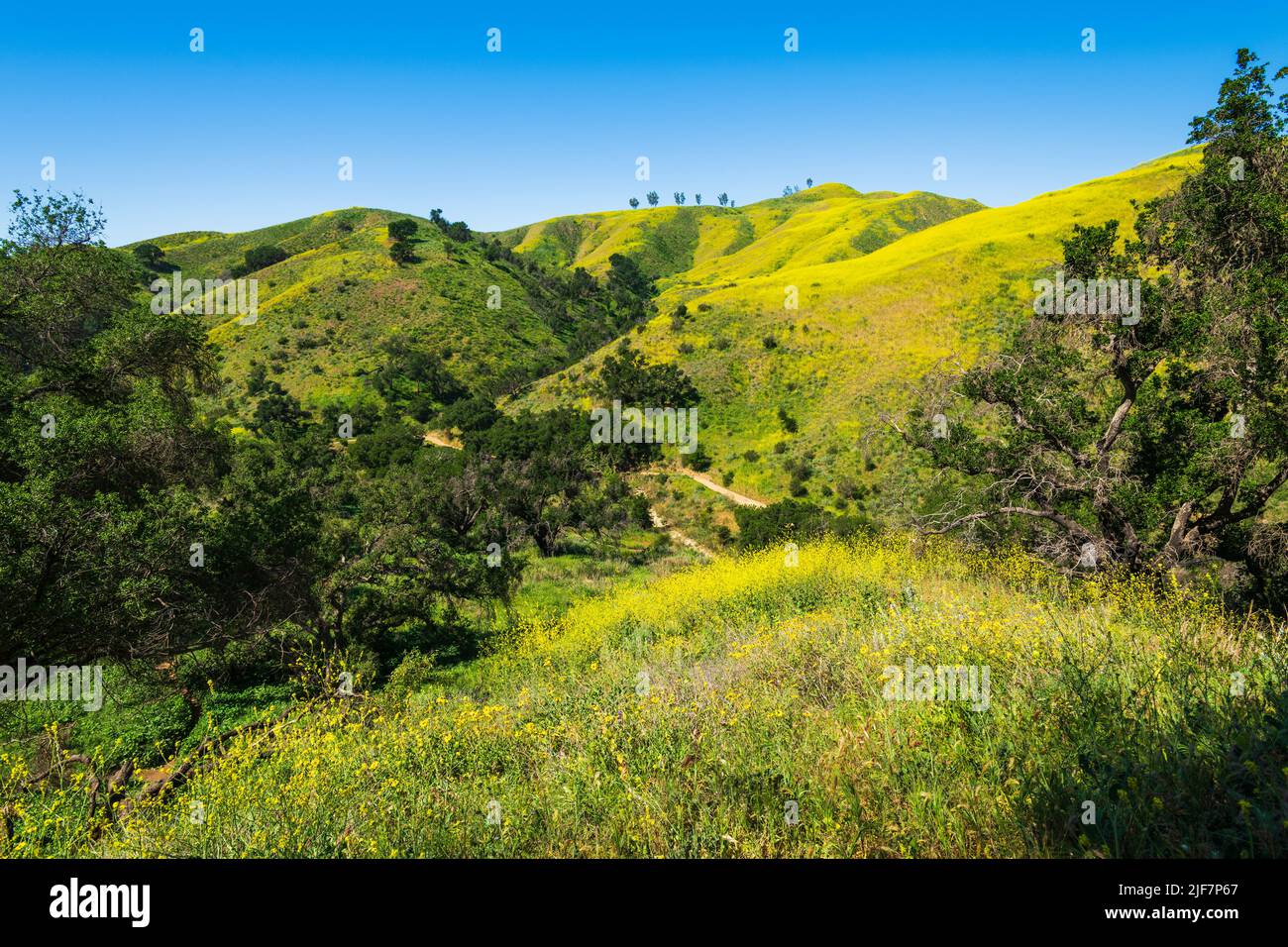 Hillside covered with mustard hi-res stock photography and images - Alamy