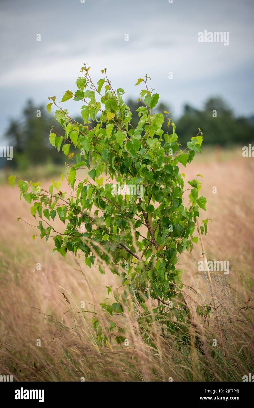 Birch tree garden hi-res stock photography and images - Alamy