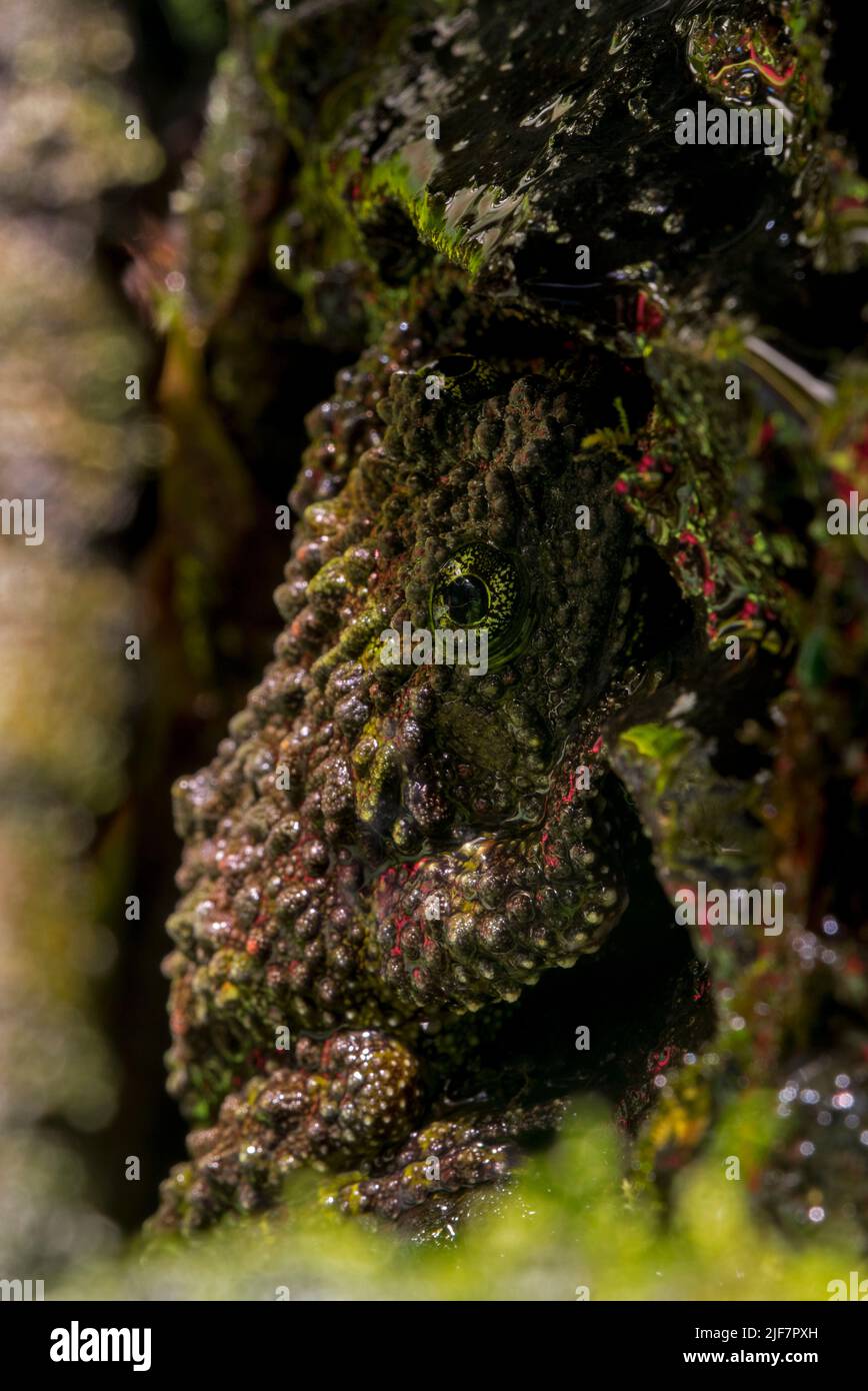 Mossy frog / Vietnamese mossy frog / Tonkin bug-eyed frog (Theloderma ...