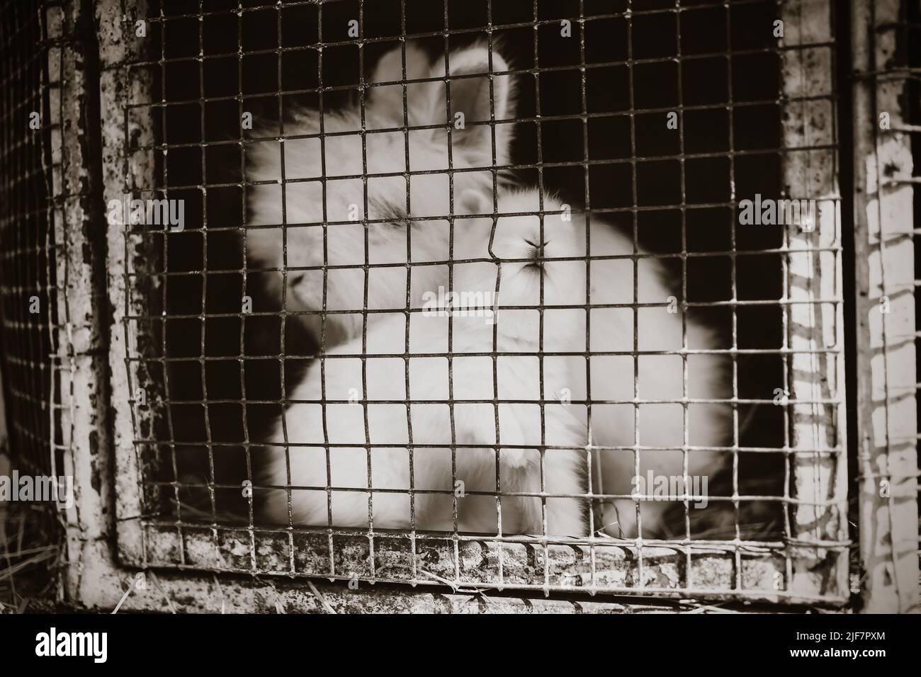 A heartbreaking image of two white rabbits housed in a tight, rusty ...