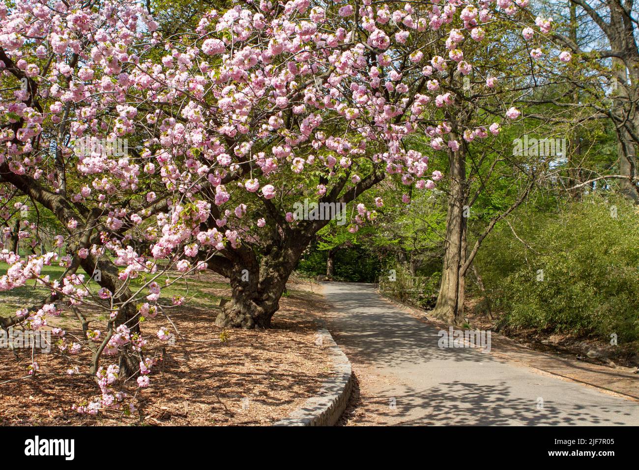 Pathway in a park surrounded by cherry blossoms Stock Photo - Alamy