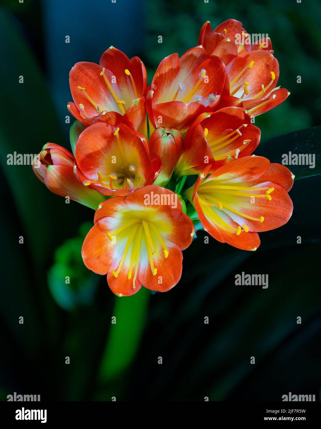Clivia miniata 'Wide Leaf Monk' in the Ninfarium at Aberglasney Gardens ...