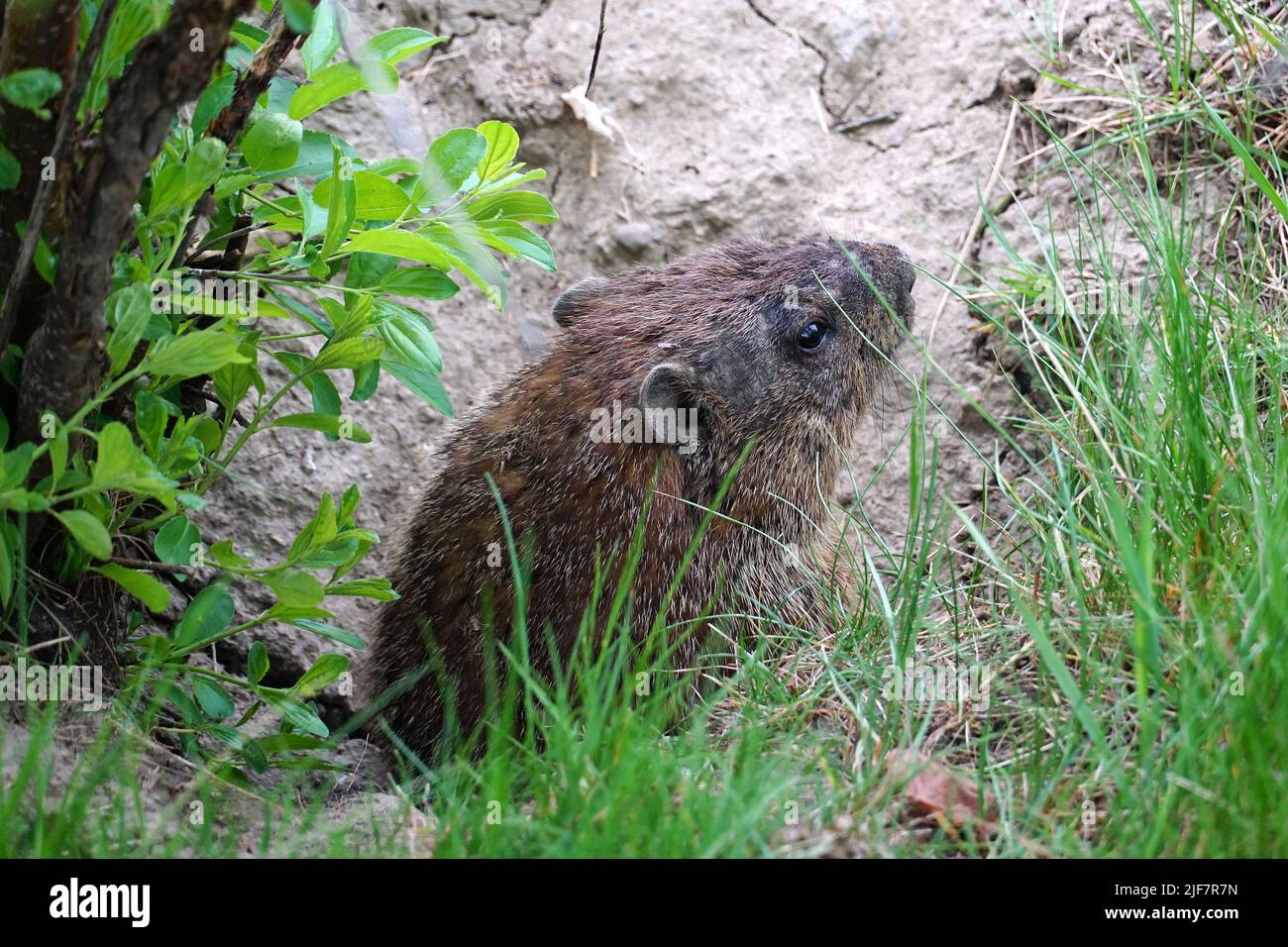 Mormota hi-res stock photography and images - Alamy