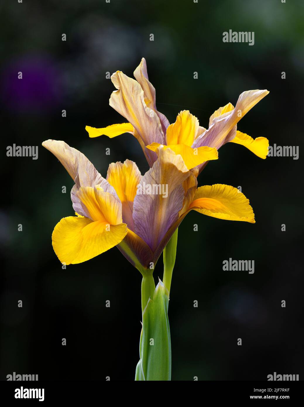 Dutch Iris 'Autumn Princess' in the Alpinum at Aberglasney Stock Photo ...
