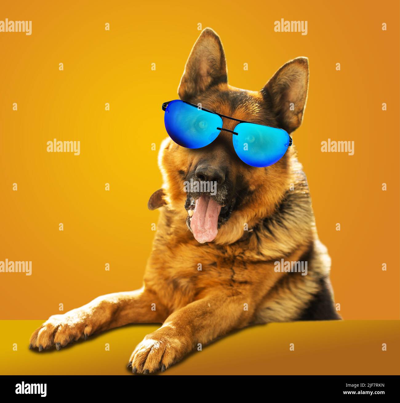Cool German Shepherd Dog in mirrored sunglasses Stock Photo - Alamy