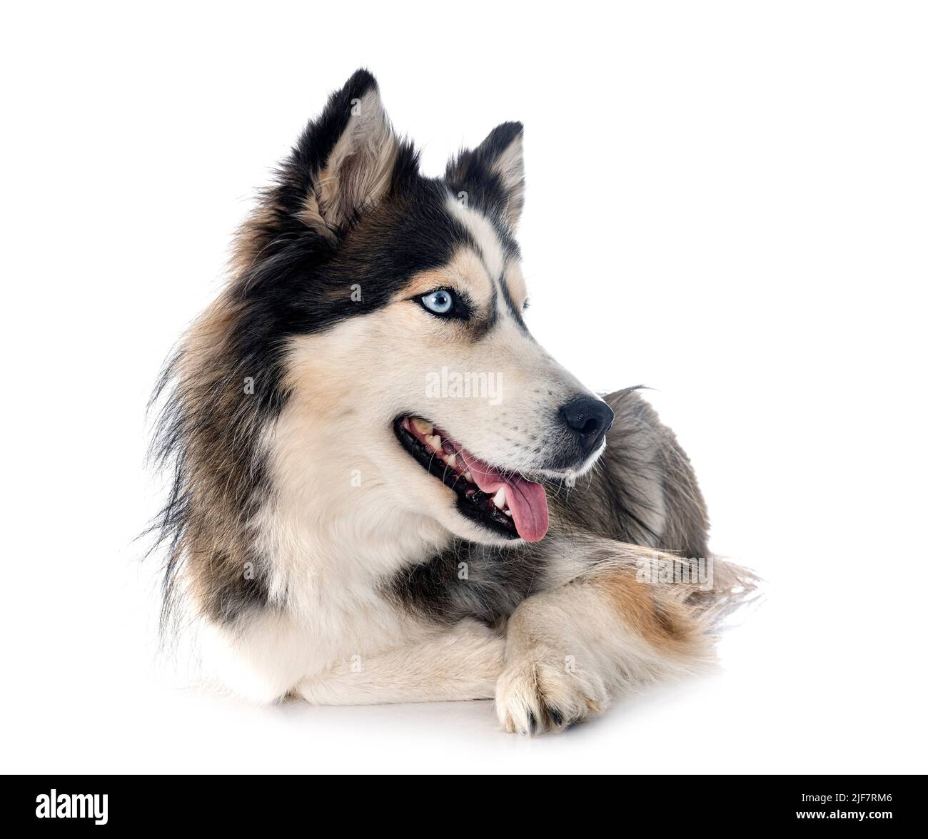 siberian husky in front of white background Stock Photo - Alamy