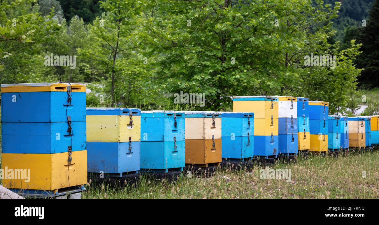 Bee hives in forest nature background. Yellow and blue color wooden ...
