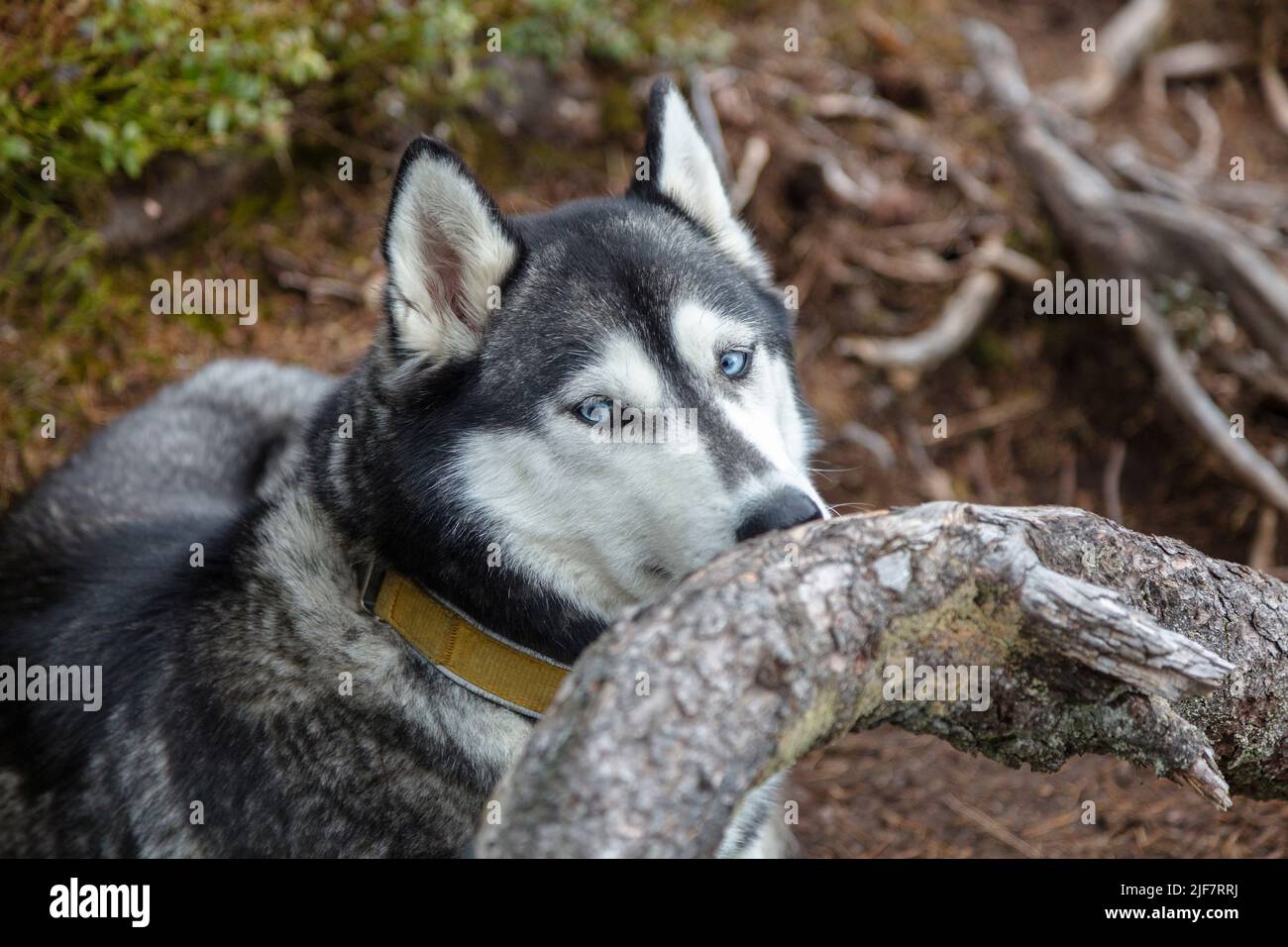 Grey white husky hi-res stock photography and images - Alamy