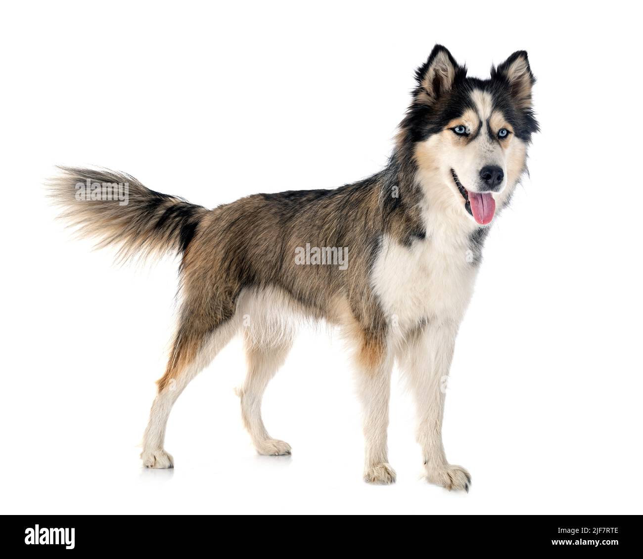 siberian husky in front of white background Stock Photo - Alamy