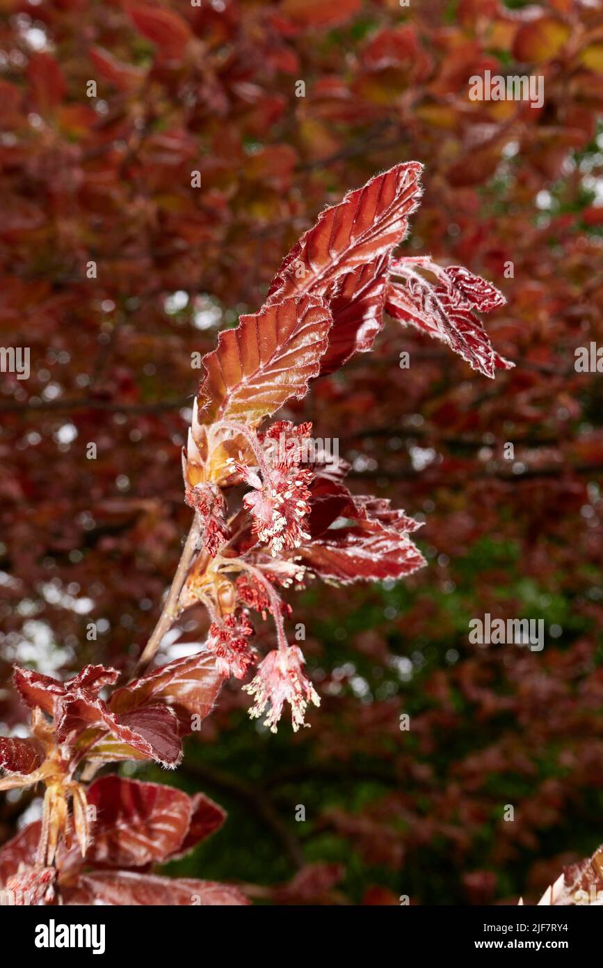 Fagus sylvatica purpurea tree in bloom Stock Photo - Alamy