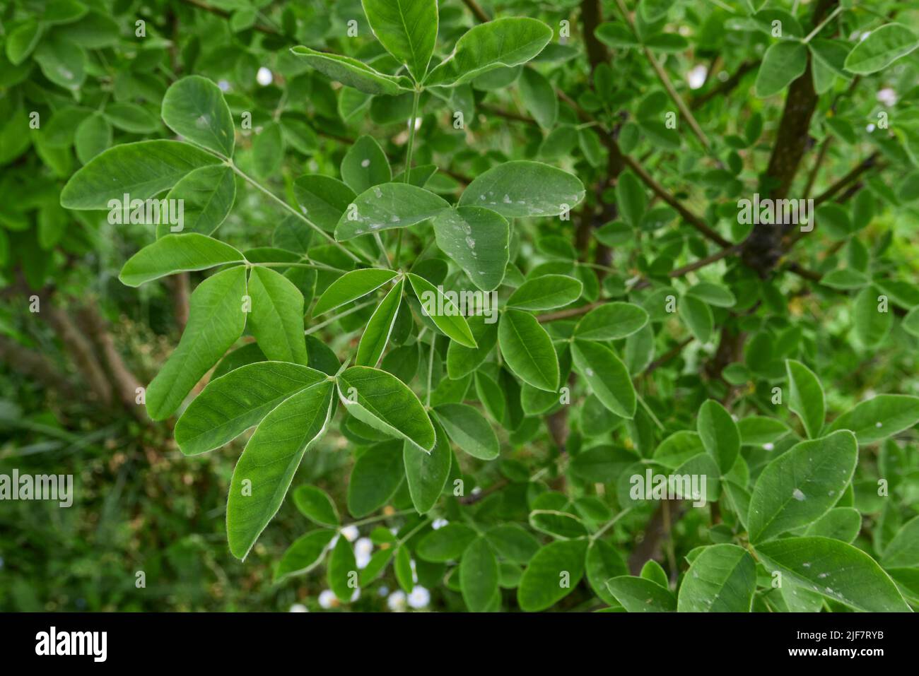 Laburnum foliage hi-res stock photography and images - Alamy