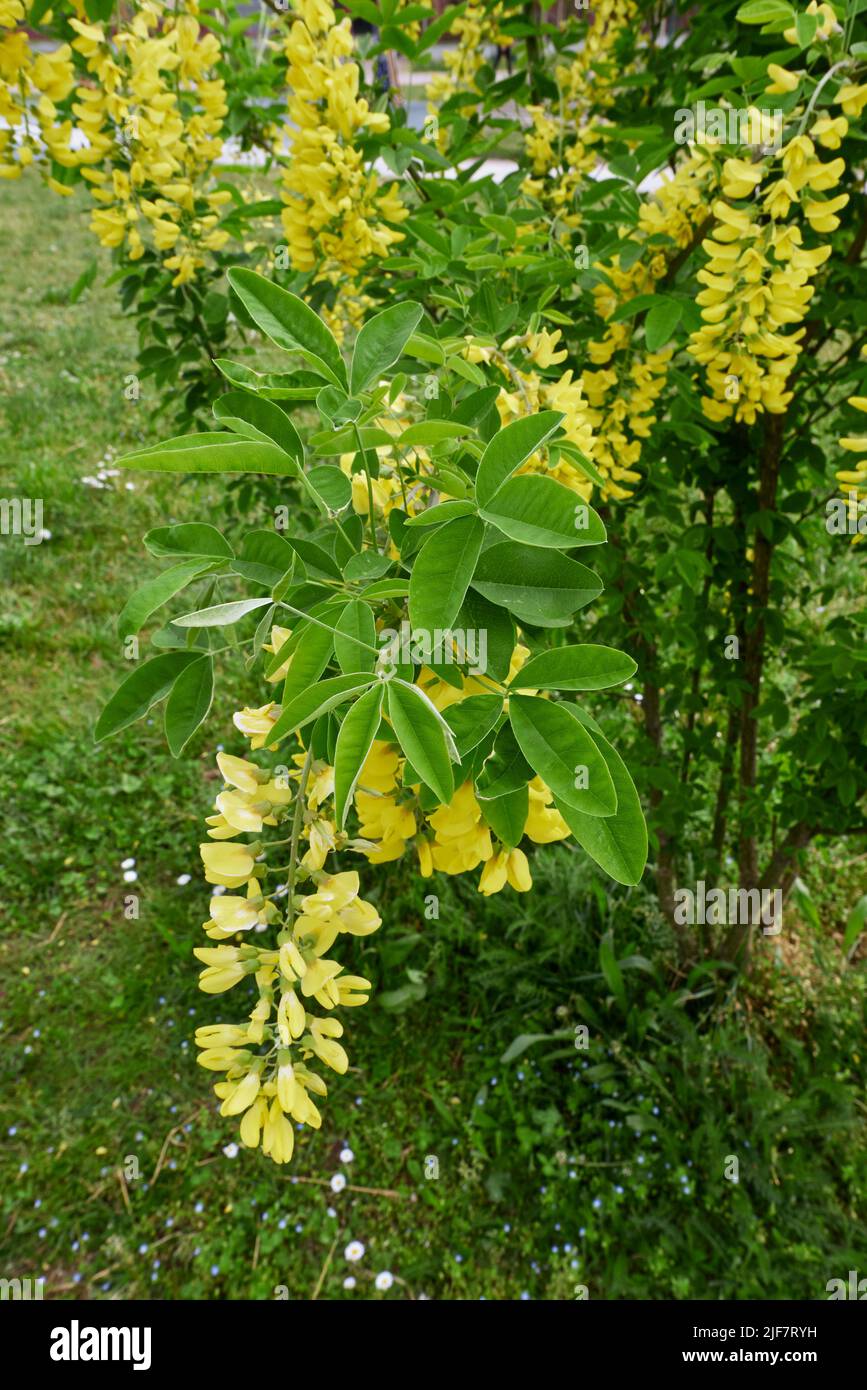 Laburnum foliage hi-res stock photography and images - Alamy