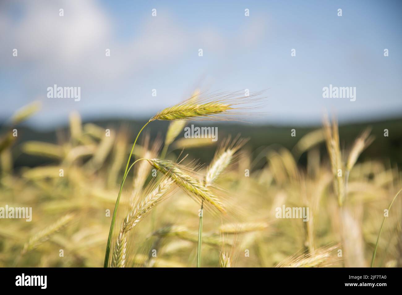 Rye field (Secale cereale Stock Photo - Alamy