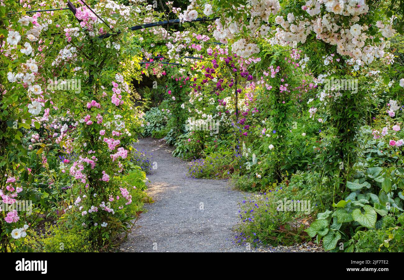 Rose arbour hi-res stock photography and images - Alamy