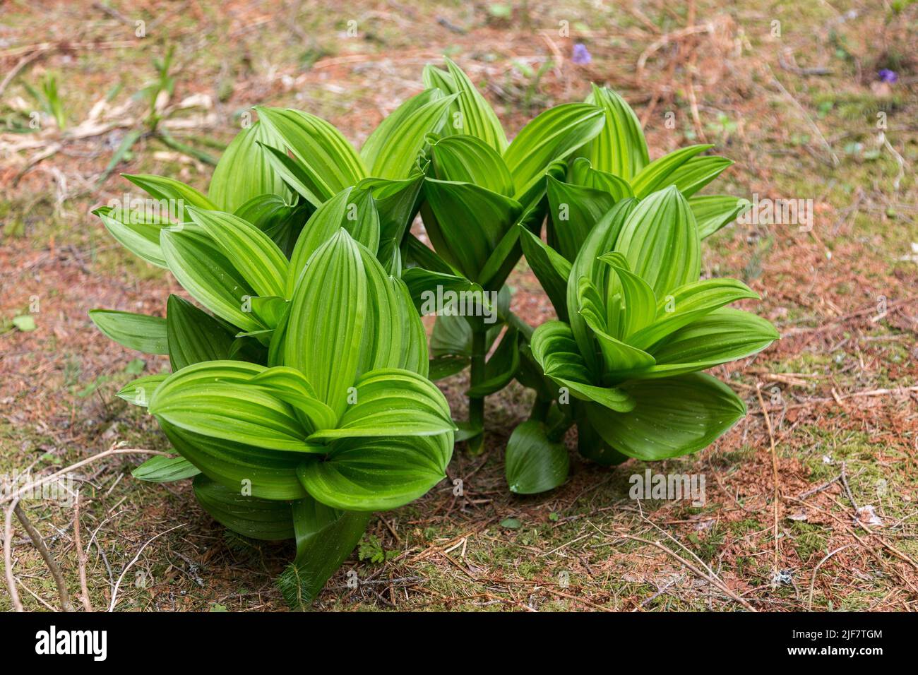 False marsh marigold hi-res stock photography and images - Alamy