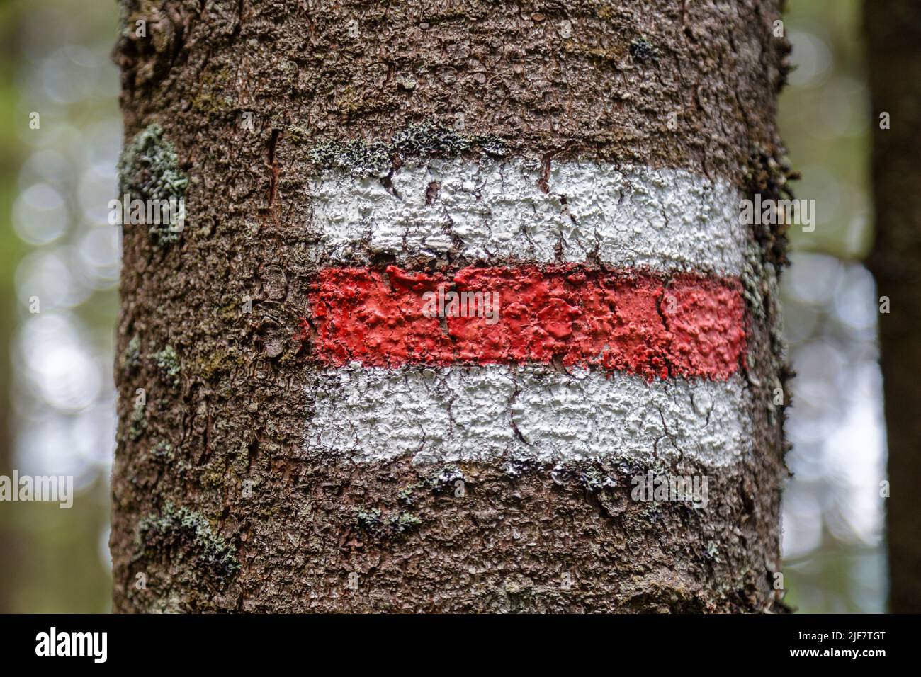 Marking the tourist route painted on the tree in red and white. Travel ...