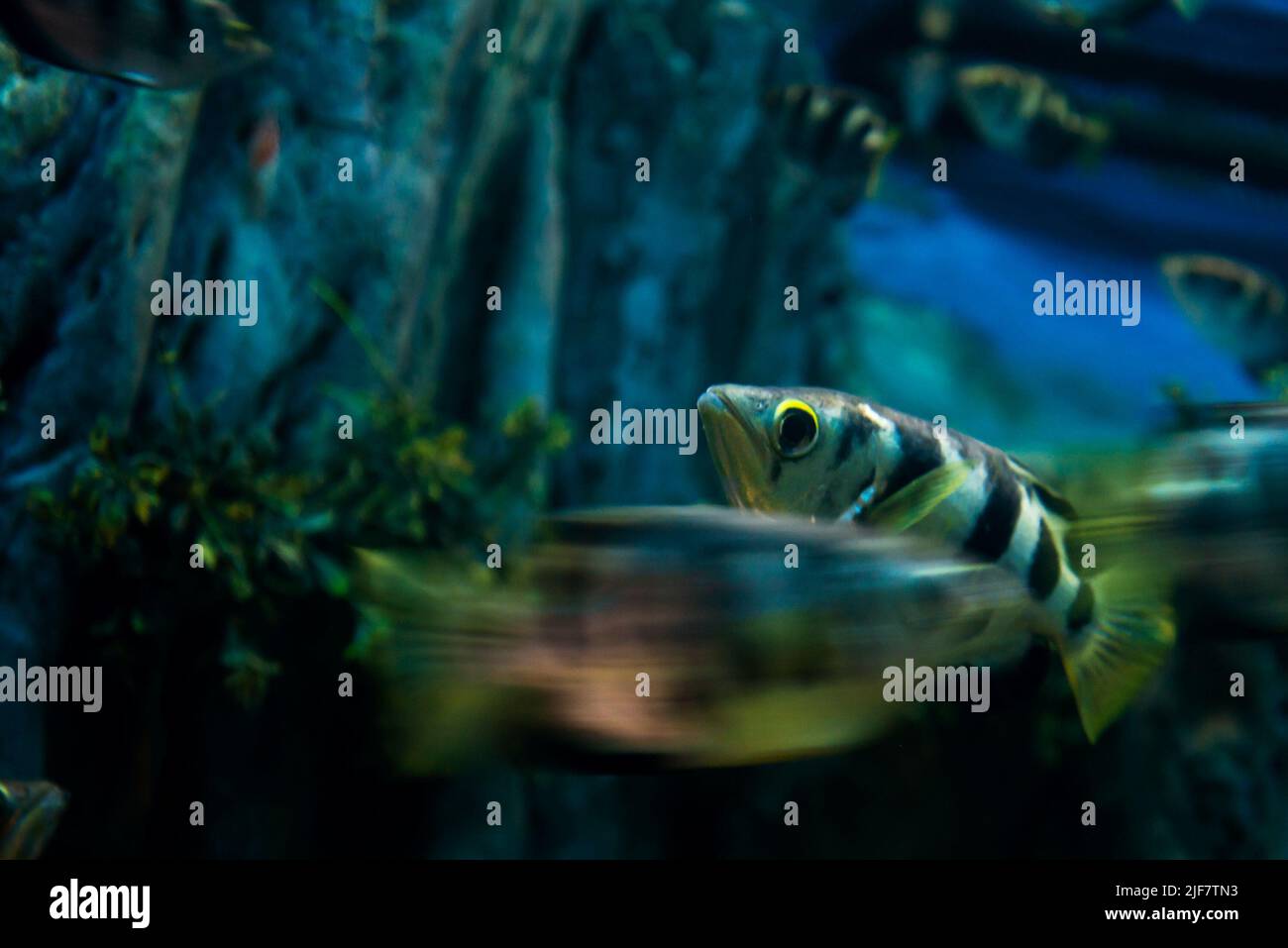 Blowpipe fish hi-res stock photography and images - Alamy