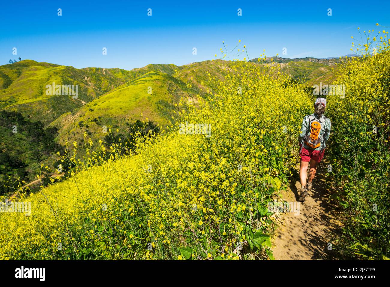Woman hiking through wild mustard at Harmon Canyon Preserve, Ventura ...