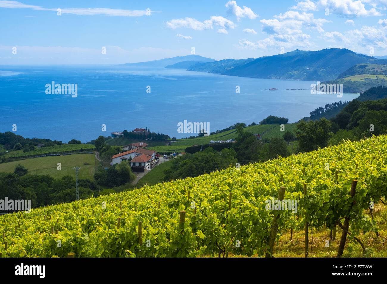 Vineyards by the sea in Getaria, Basque Country coast Stock Photo - Alamy