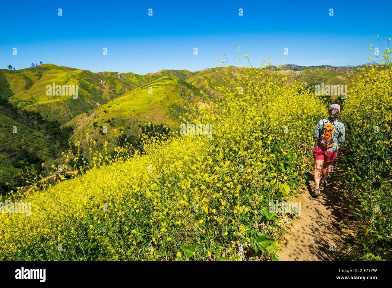 Woman hiking through wild mustard at Harmon Canyon Preserve, Ventura ...
