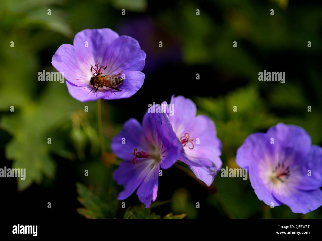 A bee on a geranium during day four of the 2022 Wimbledon Championships ...
