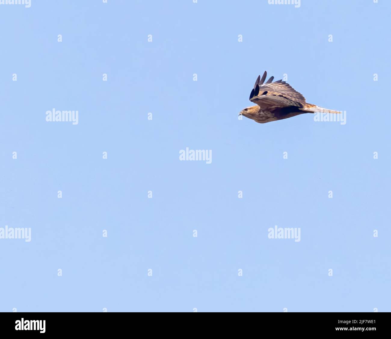 A Long Leg Buzzard with feathers up Stock Photo - Alamy