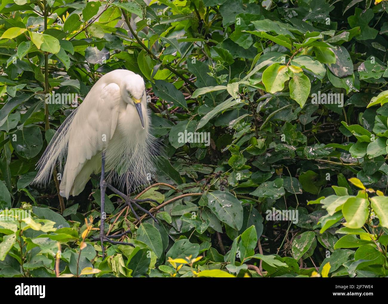 Egret Drying its feather after rain on a tree Stock Photo - Alamy