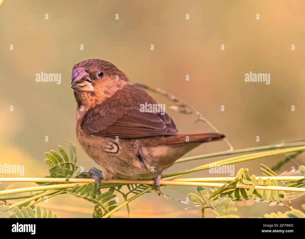 A Juvenile of Scaly Munia Stock Photo - Alamy