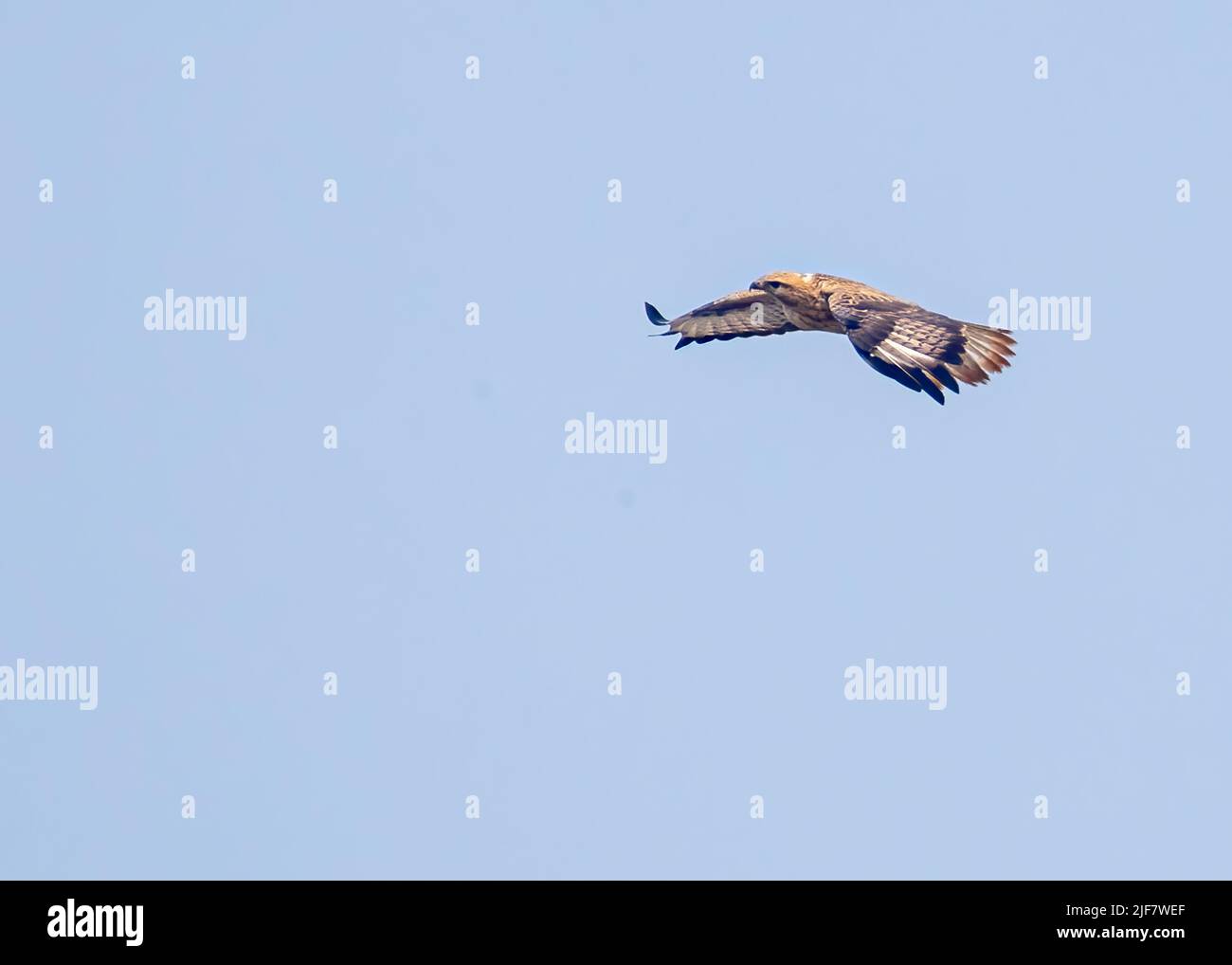 A Long leg buzzard with strait feathers Stock Photo - Alamy