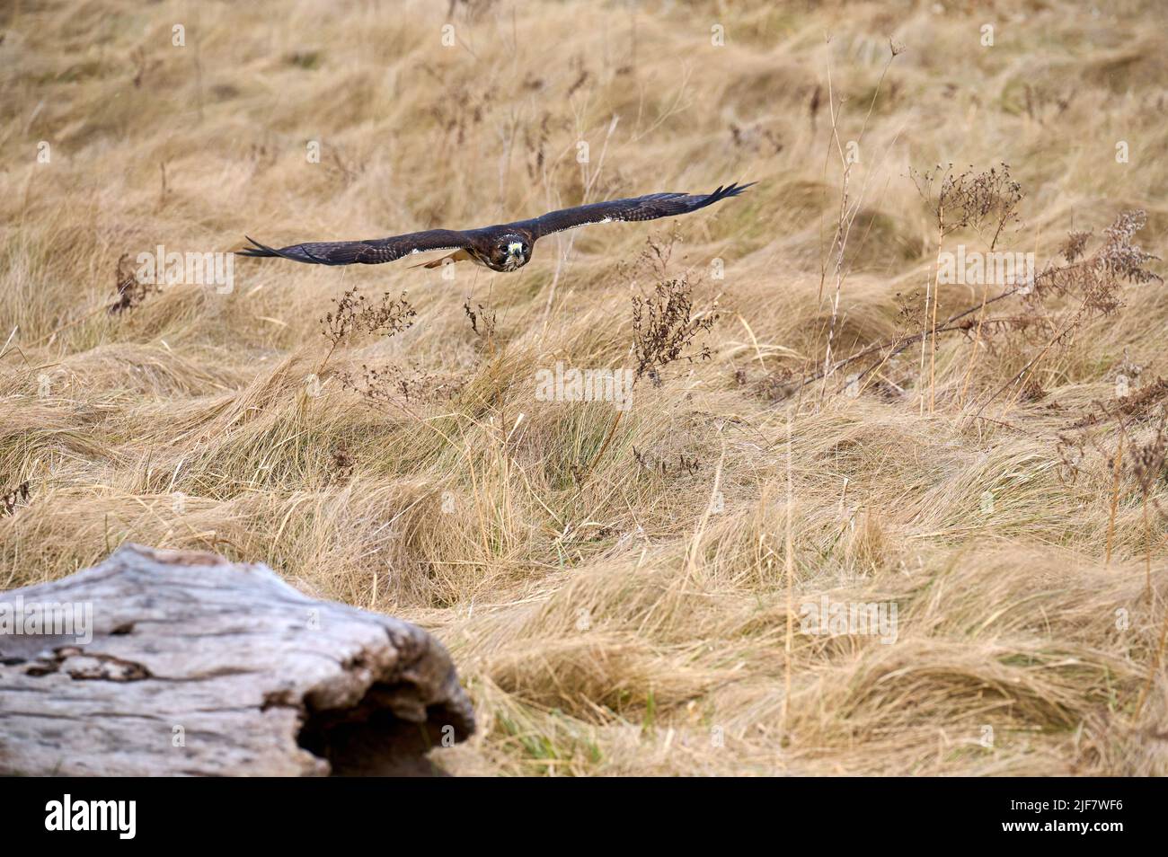 Red-tailed hawk flying over field hunting prey Stock Photo - Alamy