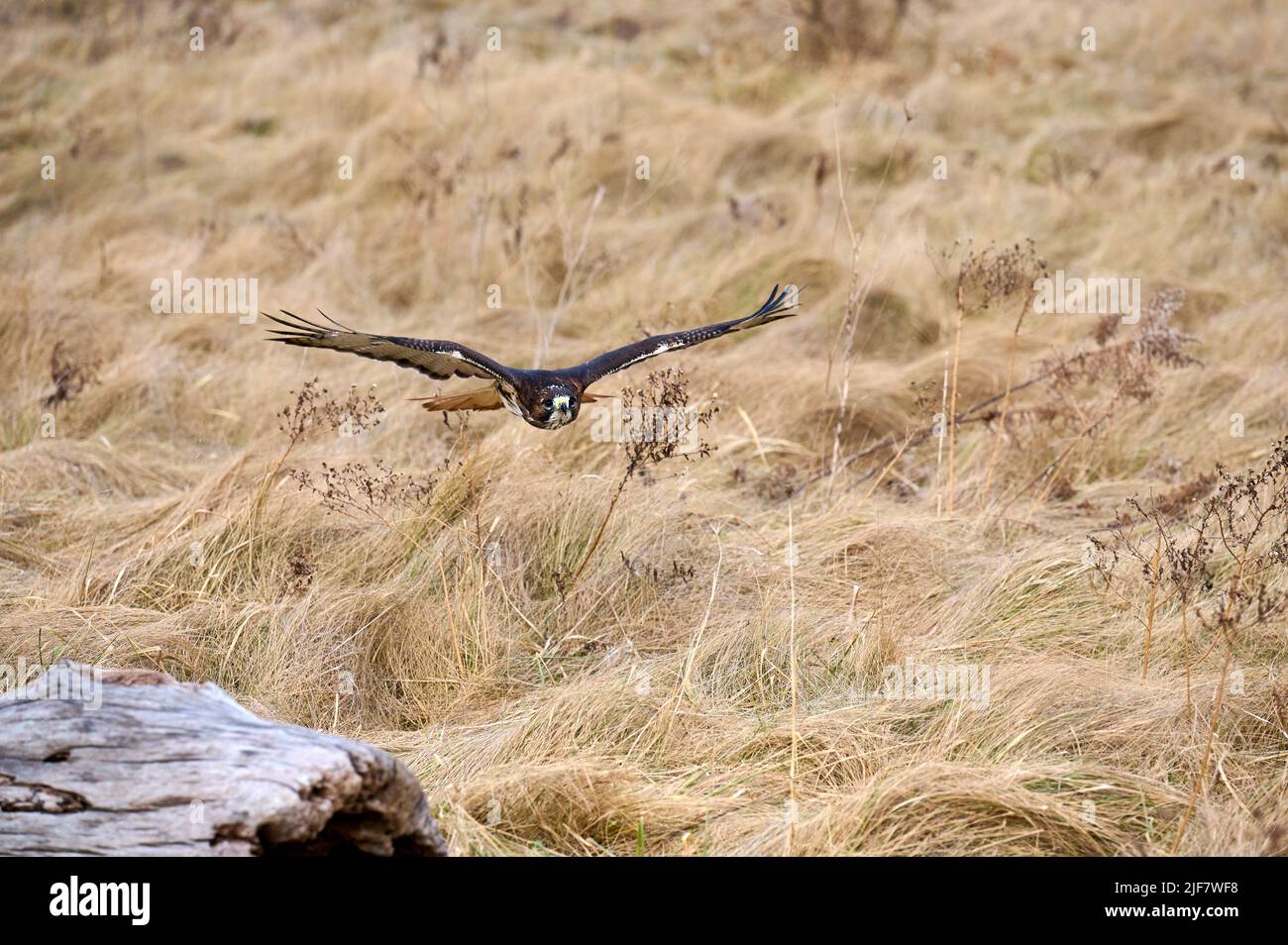Red-tailed hawk flying over field hunting prey Stock Photo - Alamy