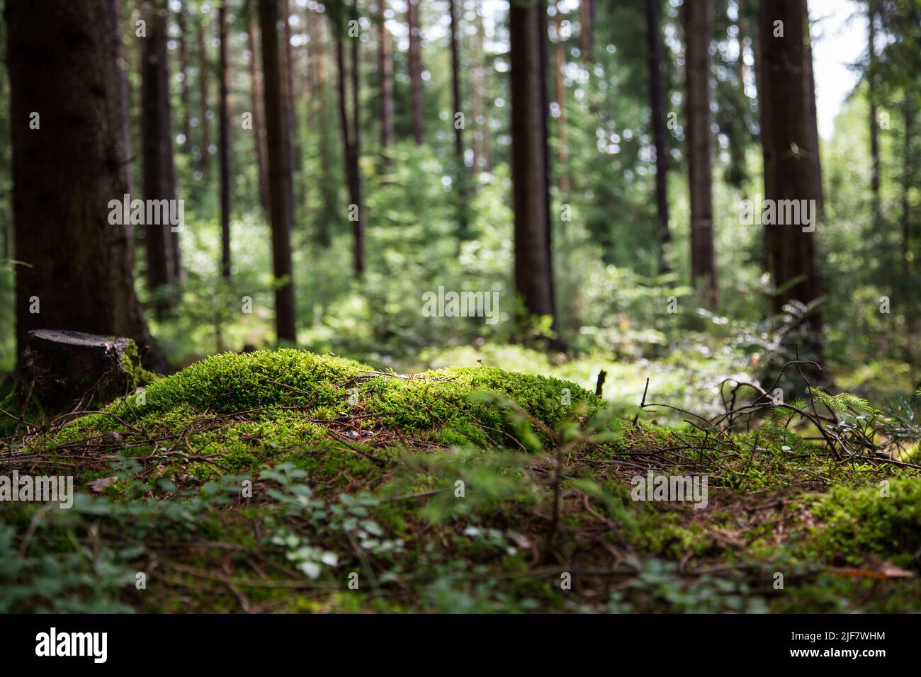Hiking in the forest, Waldviertel, Austria Stock Photo - Alamy