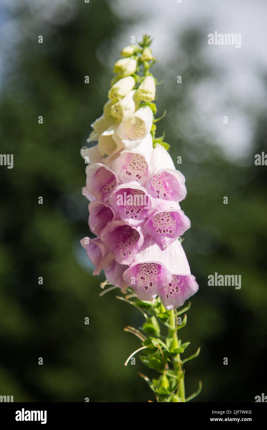 Foxglove (Digitalis) in the forest, Waldviertel, Austria Stock Photo ...