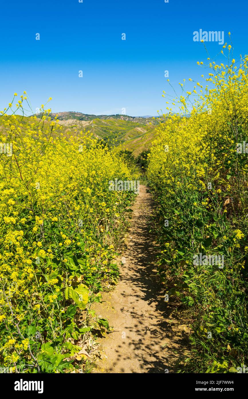 Wild mustard along trail at Harmon Canyon Preserve, Ventura, California ...
