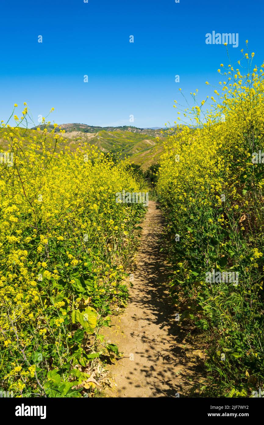 Wild mustard along trail at Harmon Canyon Preserve, Ventura, California ...