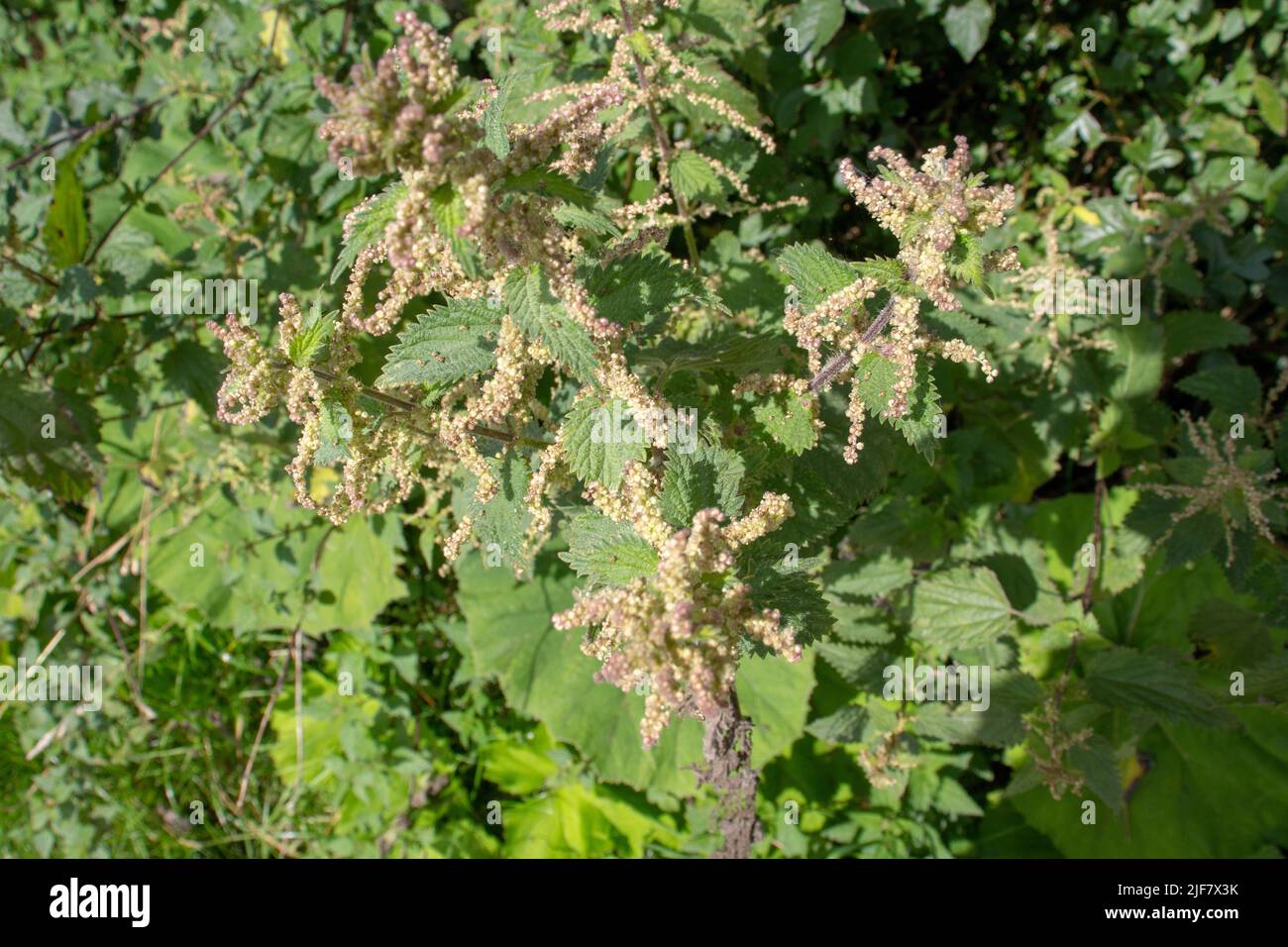 close up of Common stinging nettle (Urtica dioica) isolated on a ...