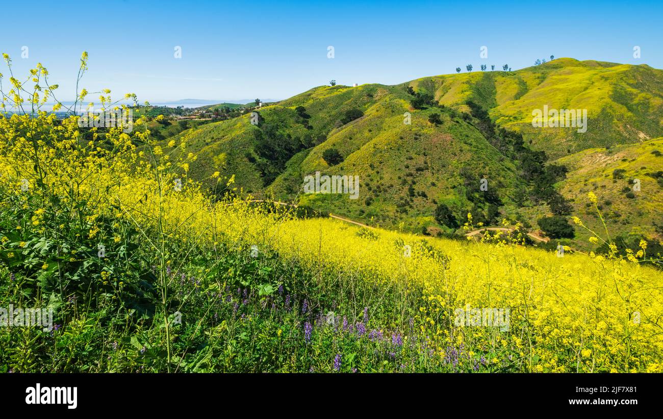 Wild mustard covering the hills at Harmon Canyon Preserve, Ventura ...