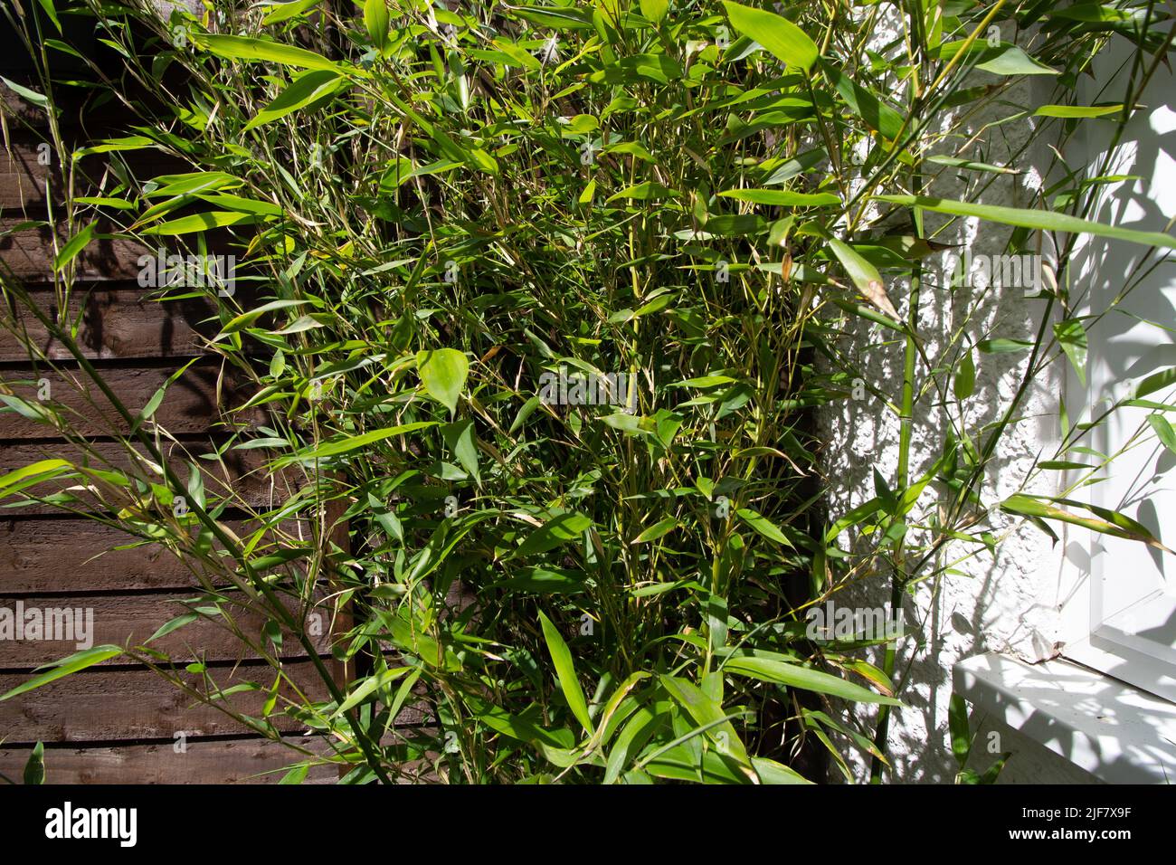 green bamboo and shadow against a brown fence and white wall Stock ...