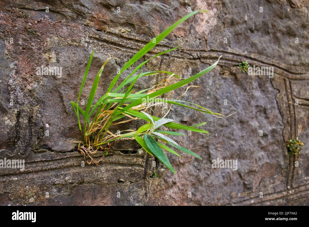 green plant growing in a traditional stone wall Stock Photo - Alamy