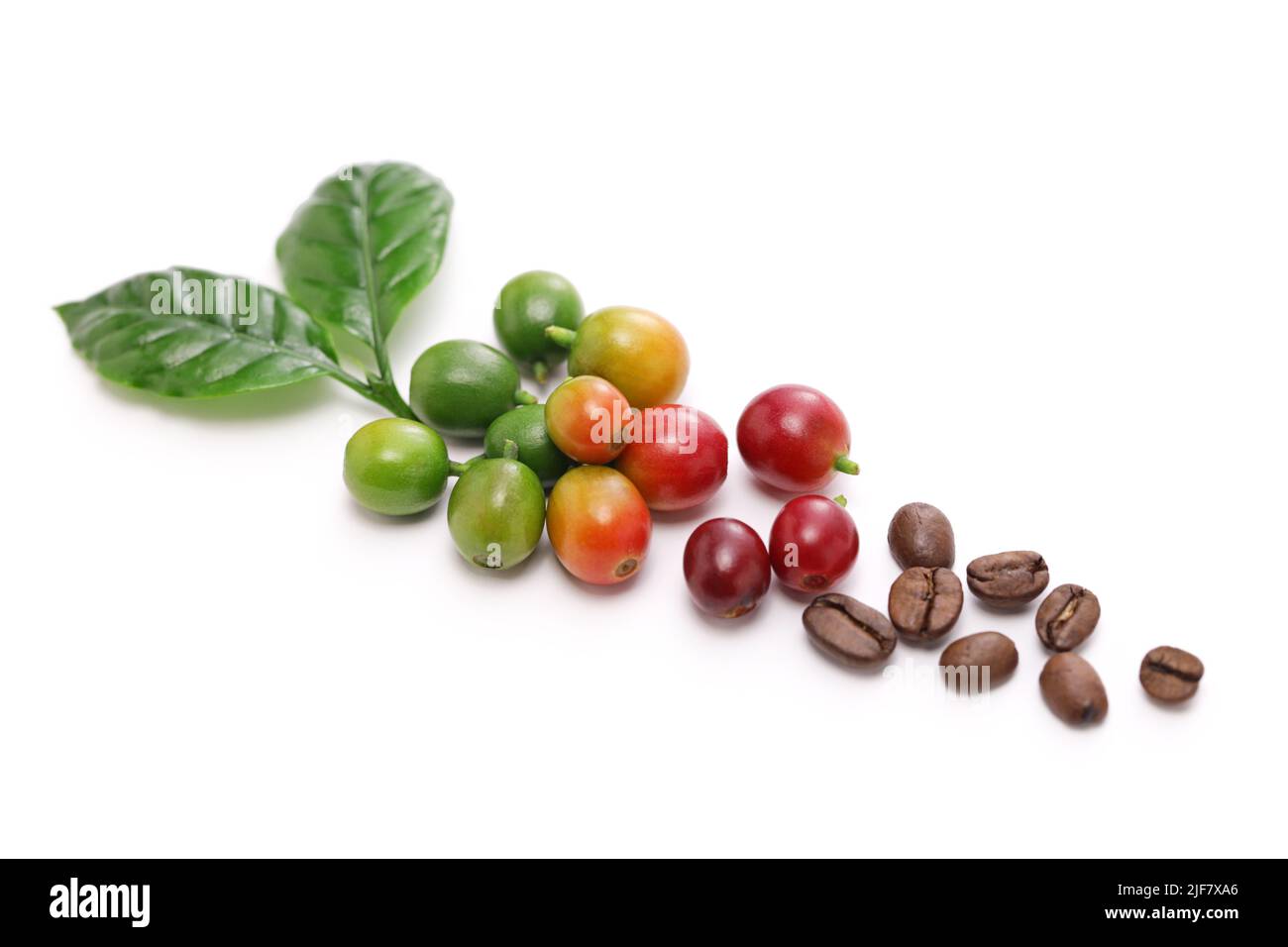 Fresh red coffee berry Cut Out Stock Images & Pictures - Alamy