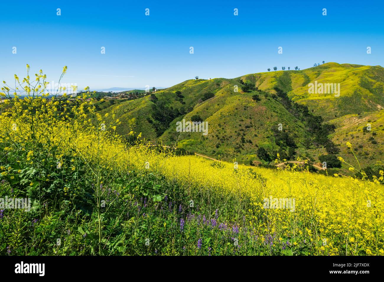Wild mustard covering the hills at Harmon Canyon Preserve, Ventura ...