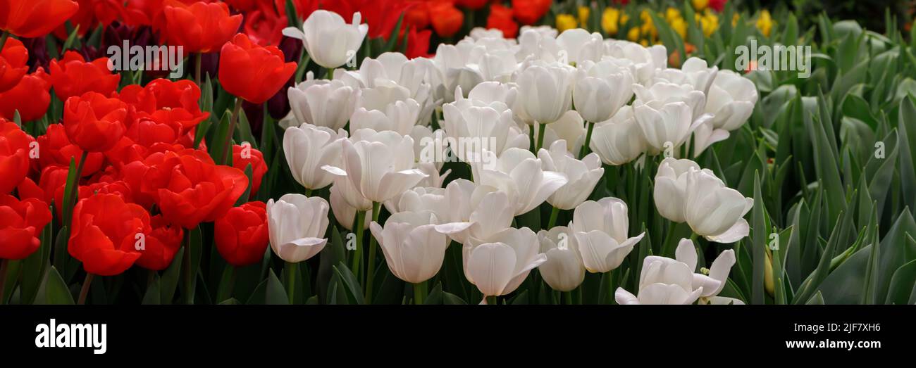 White tulips in the spring garden. Tulip flower background for spring ...