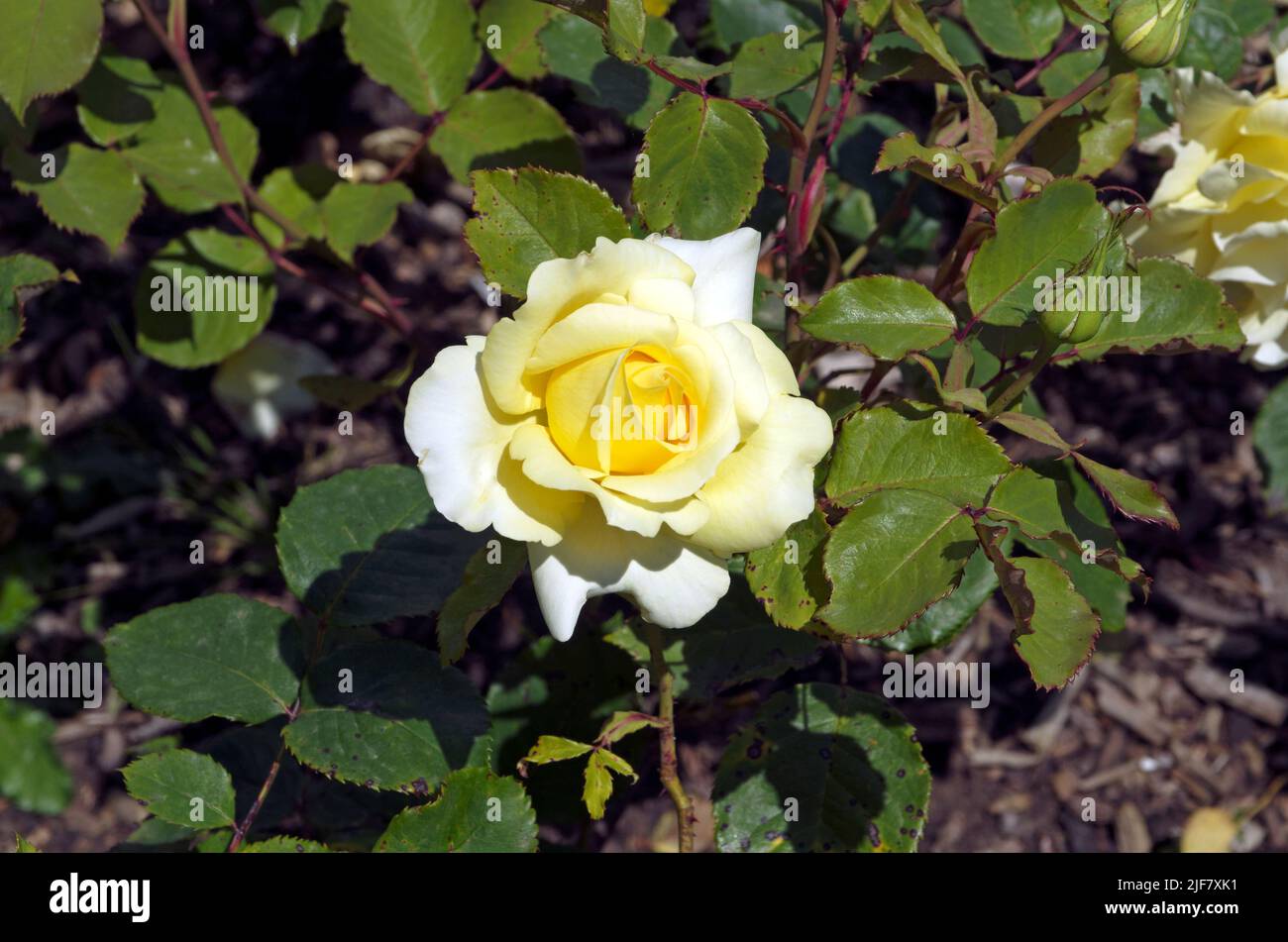 Single cream rose hi-res stock photography and images - Alamy