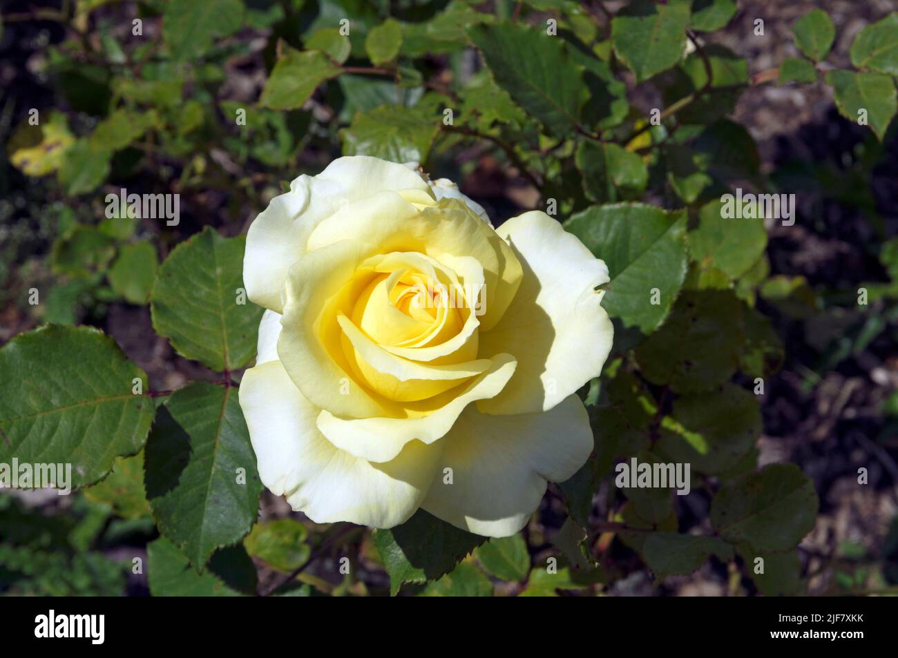Single cream rose hi-res stock photography and images - Alamy