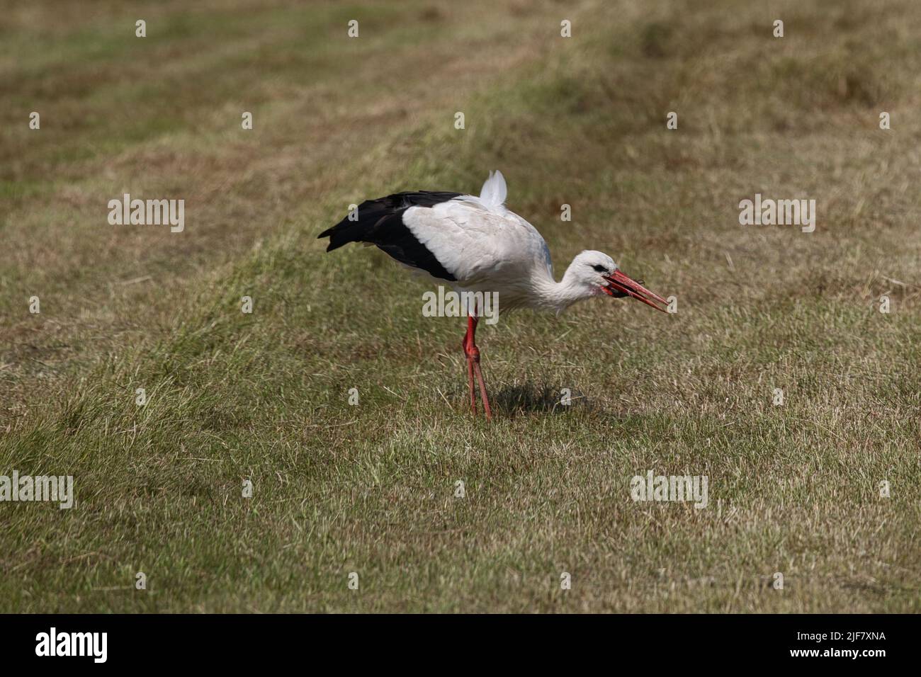 Vogel bei der jagd hi-res stock photography and images - Alamy