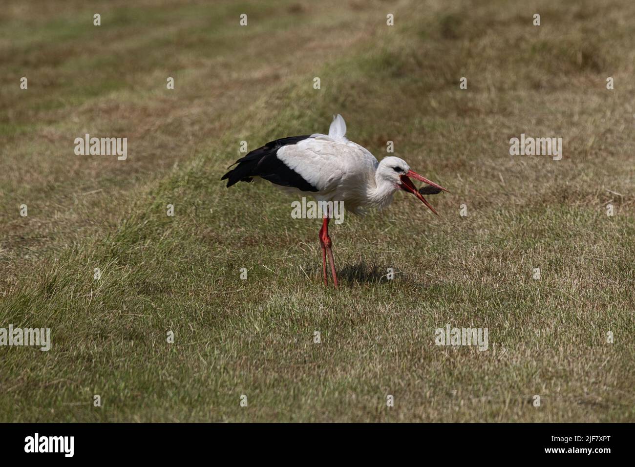 Storch fangt maus hi-res stock photography and images - Alamy