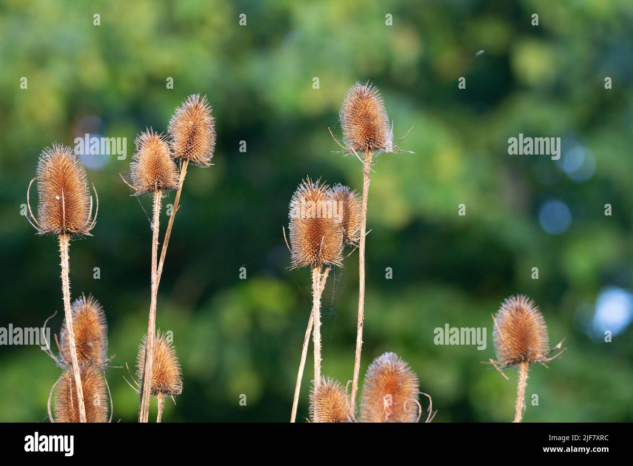 last years brown teasels with a natural green background Stock Photo ...