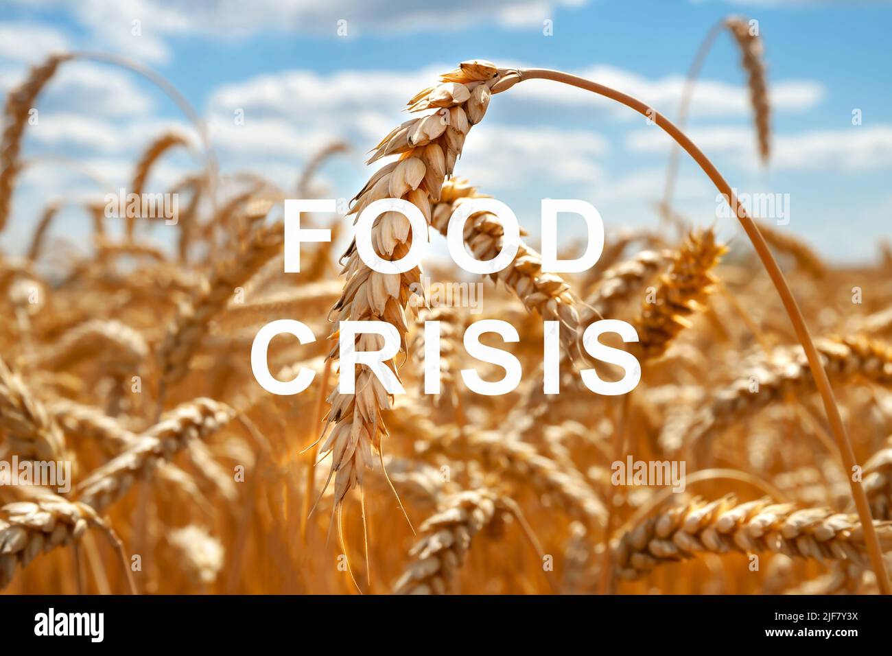 Drought wheat food crop hi-res stock photography and images - Alamy