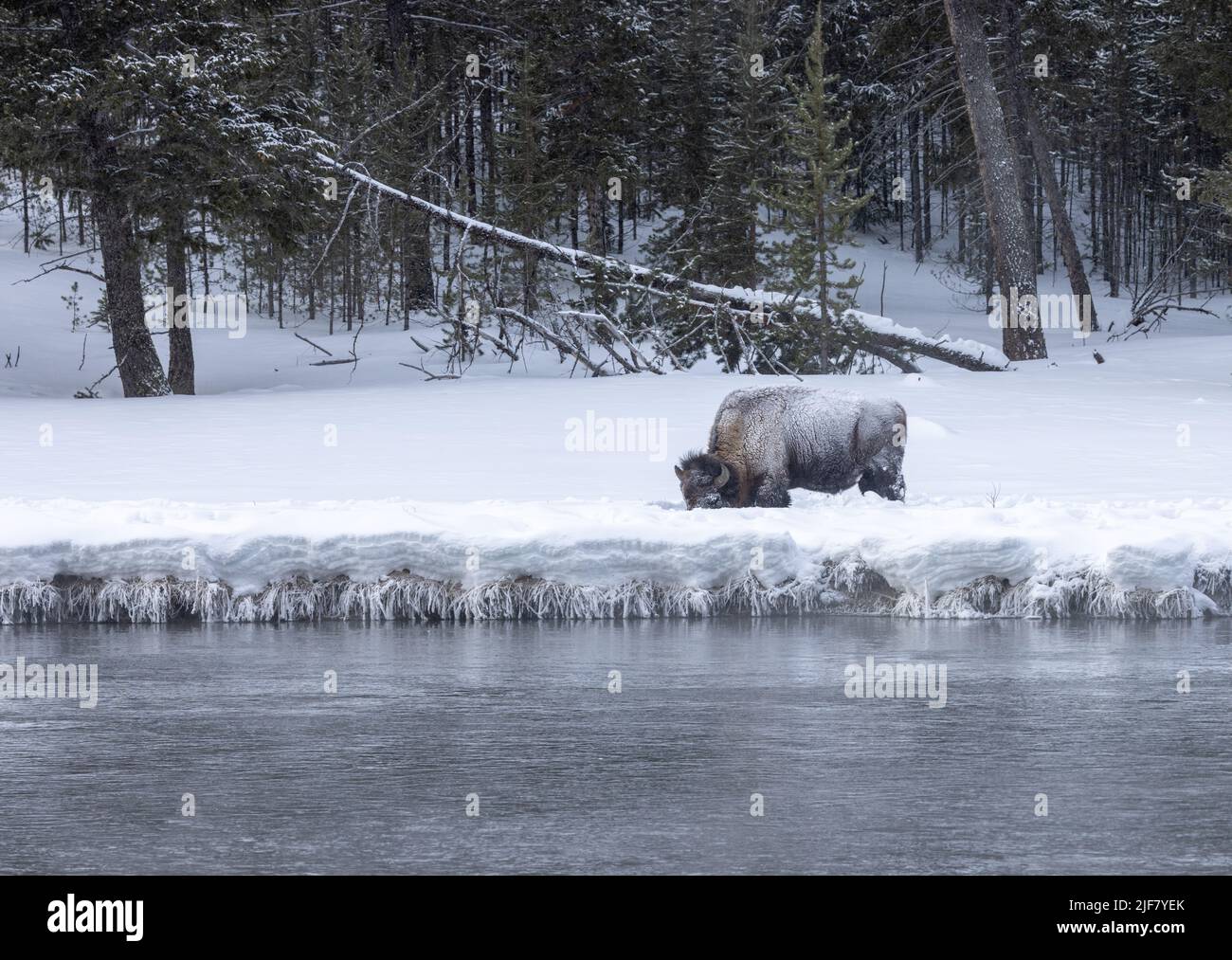 Bison in Winter in Yellowstone National Park Wyoming Stock Photo - Alamy